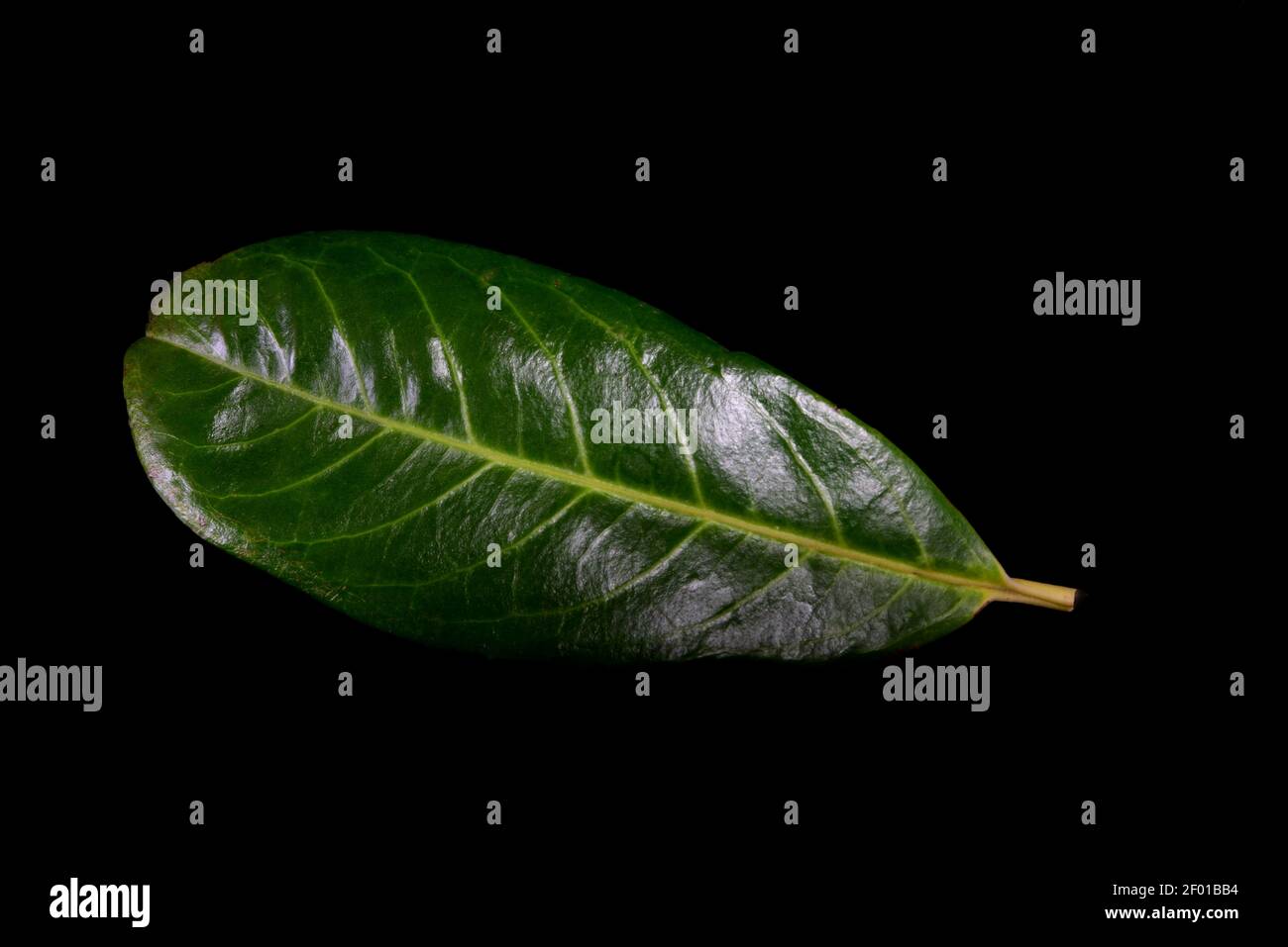 Laurel leaf sample hi-res stock photography and images - Alamy