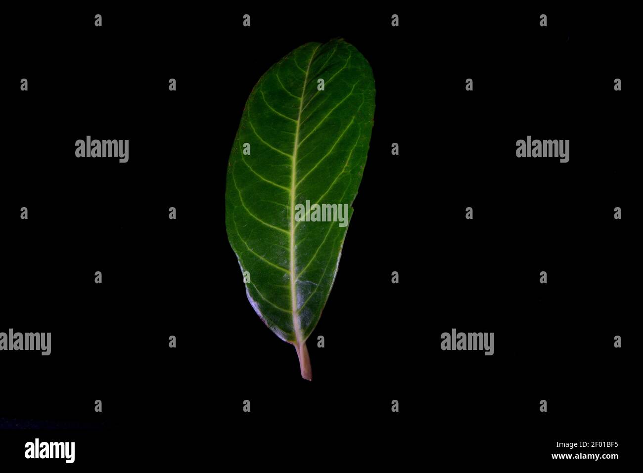 Single laurel wreath hi-res stock photography and images - Alamy