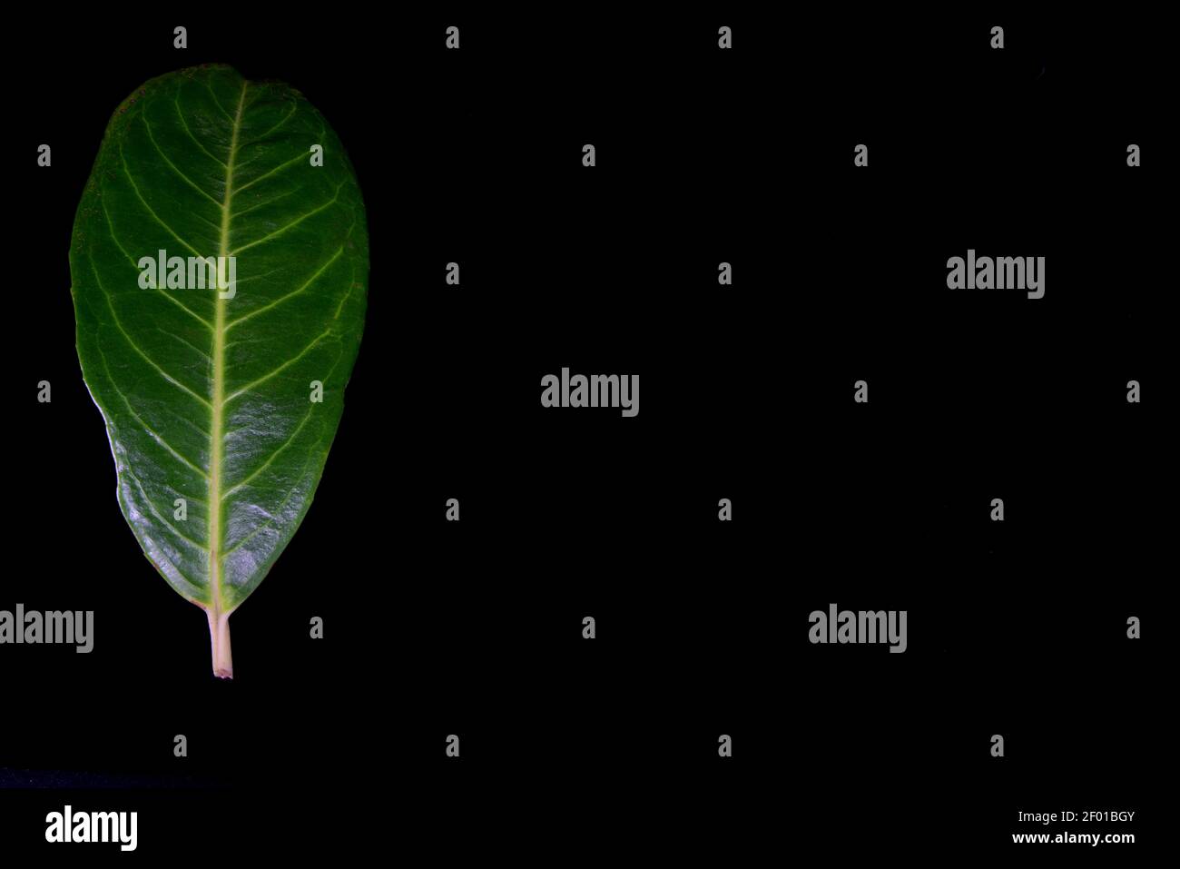 Laurel leaf sample hi-res stock photography and images - Alamy