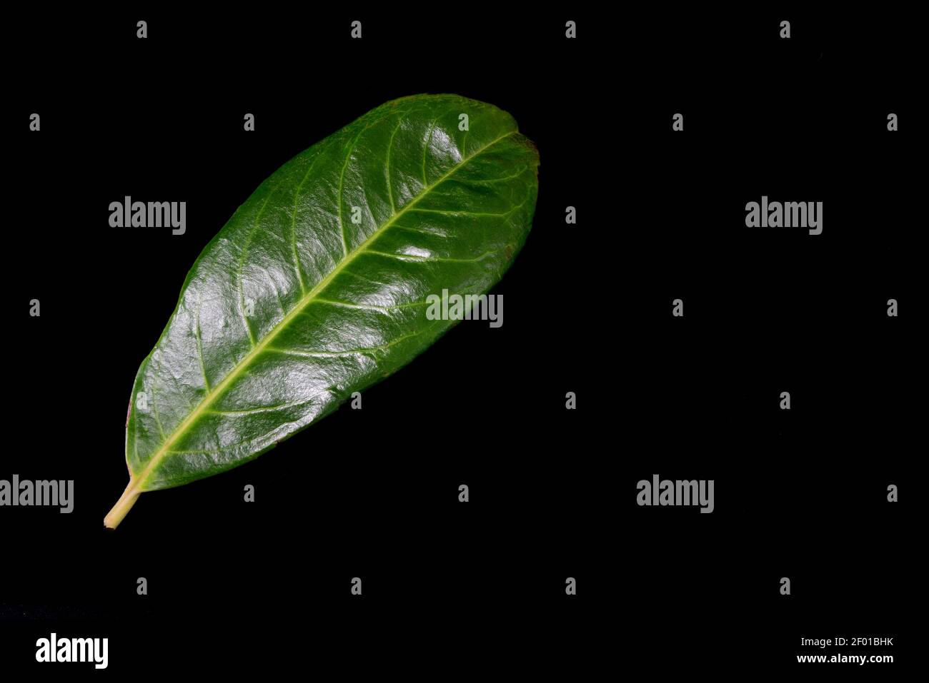 Solo laurel leaf hi-res stock photography and images - Alamy