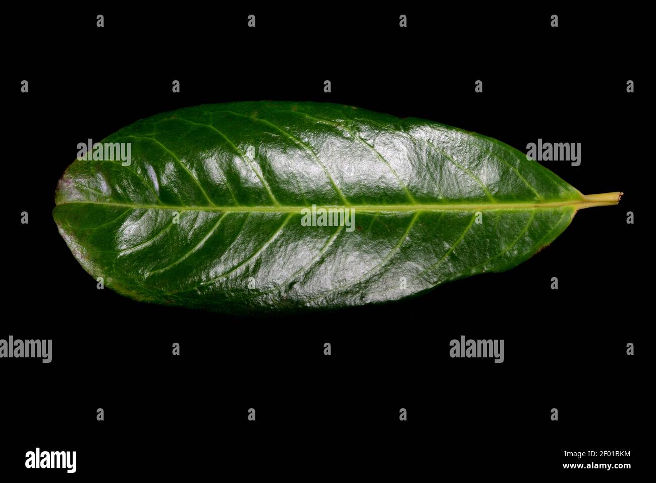 Single laurel wreath hi-res stock photography and images - Alamy