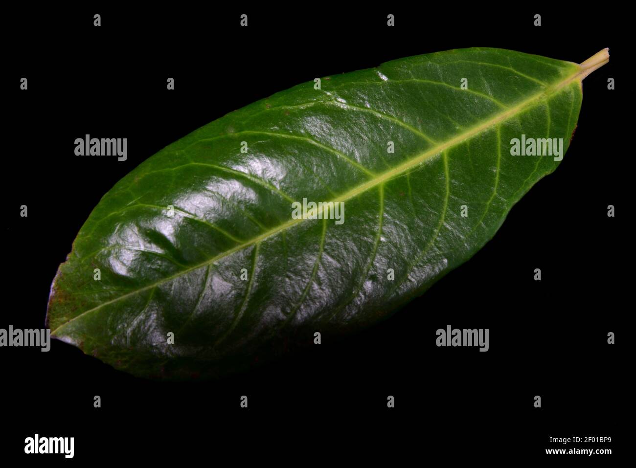 Laurel leaf sample hi-res stock photography and images - Alamy