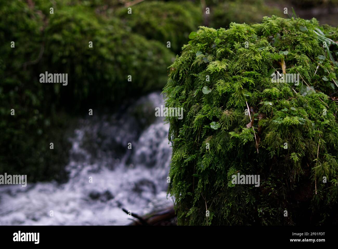 Makro splatter hi-res stock photography and images - Alamy