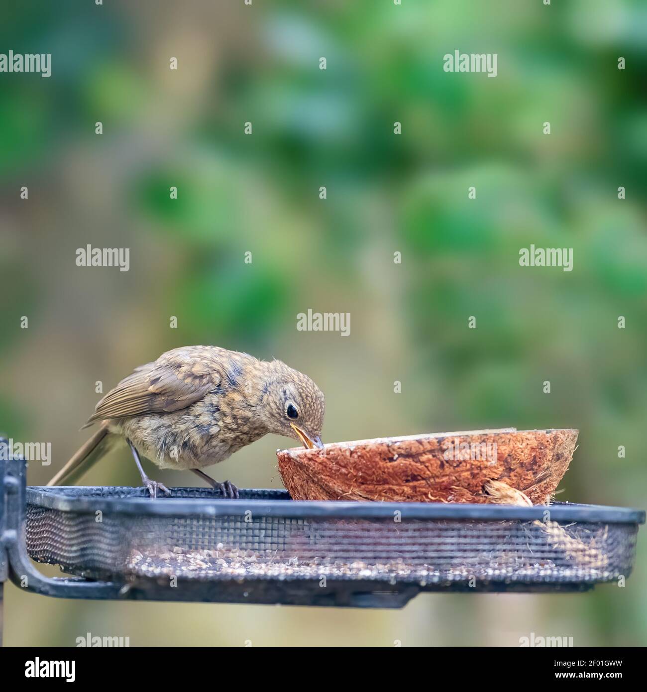 Juvenile robin feeds from a bird table. Southampton, UK. green foliage ...