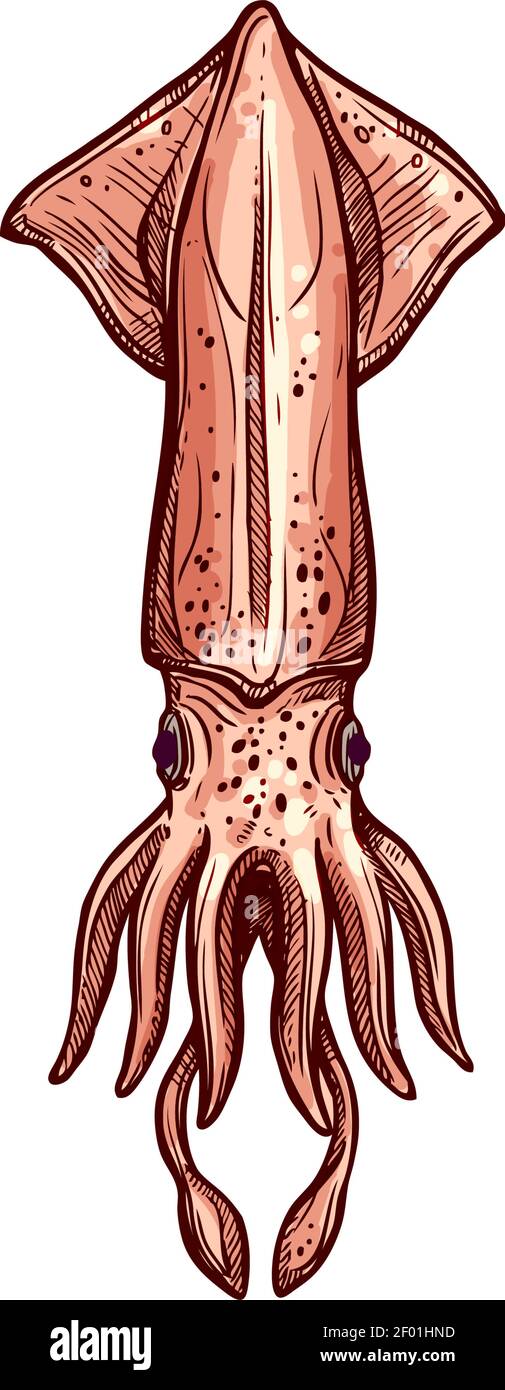 Giant squid Pholidoteuthis isolated underwater animal hand drawn sketch ...