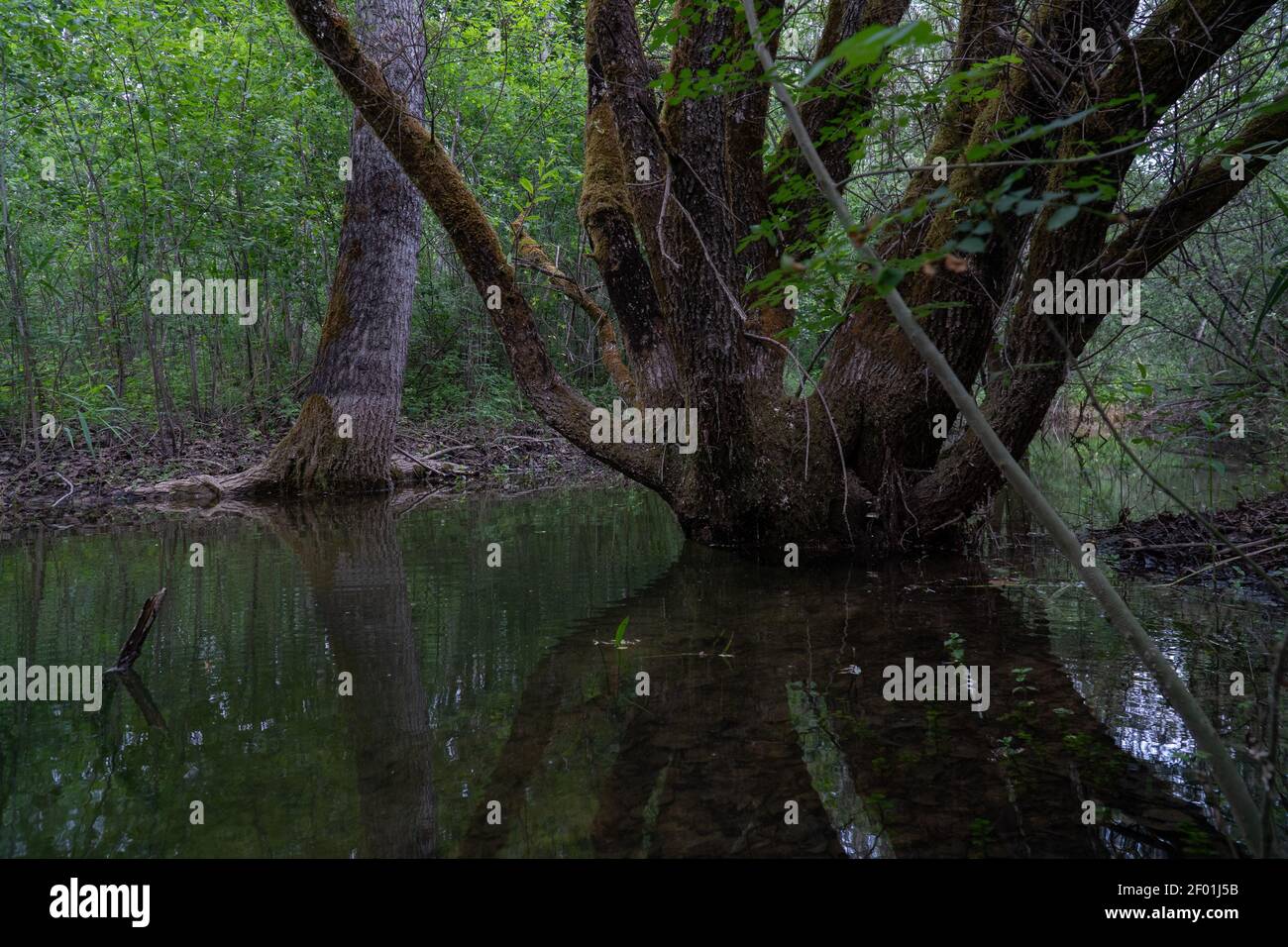 A small pond in a forest with a large tree growing in the middle Stock ...