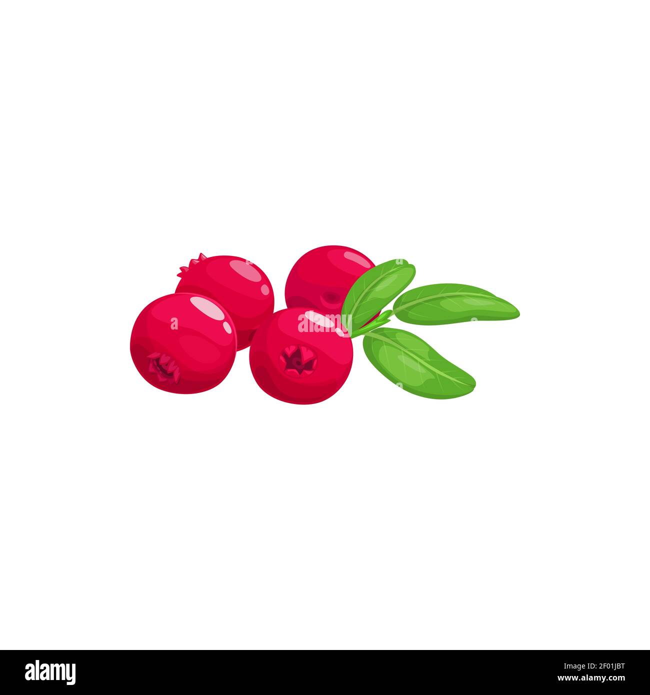 Red fruits from forest plant Stock Vector Images - Alamy