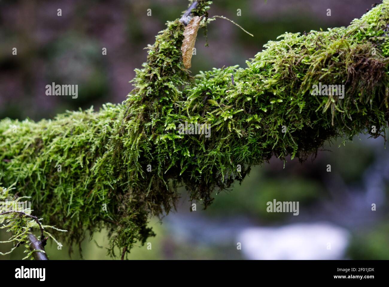 moss covered branch Stock Photo - Alamy