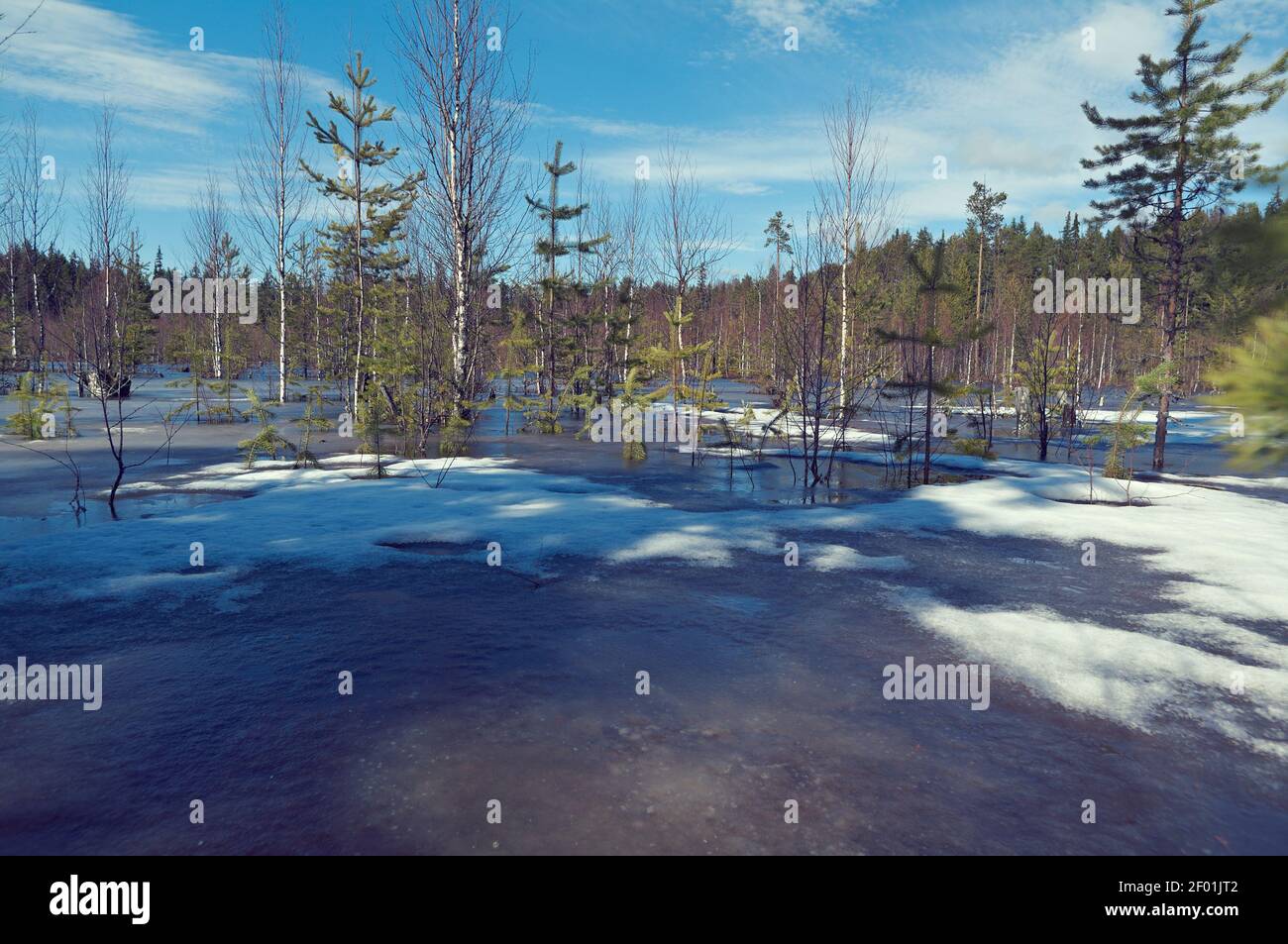 Melting snow in forest in early spring Stock Photo - Alamy