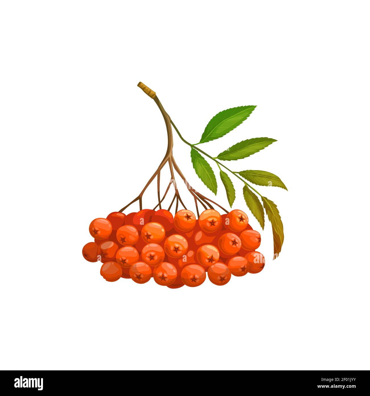 Rowanberry fruits or rowan berries icon, food from farm garden and wild ...