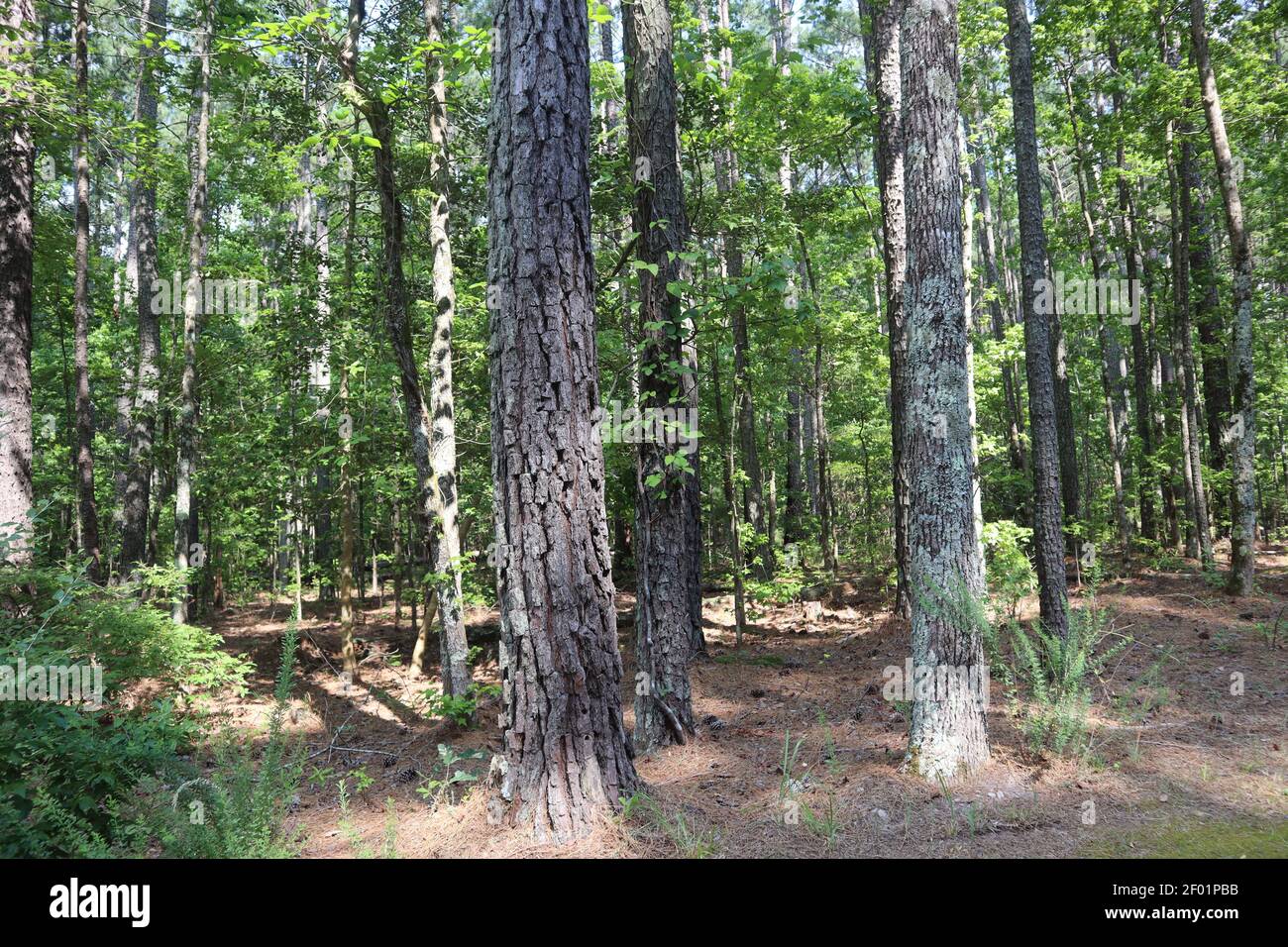 Jordan pine trees landscape hi-res stock photography and images - Alamy