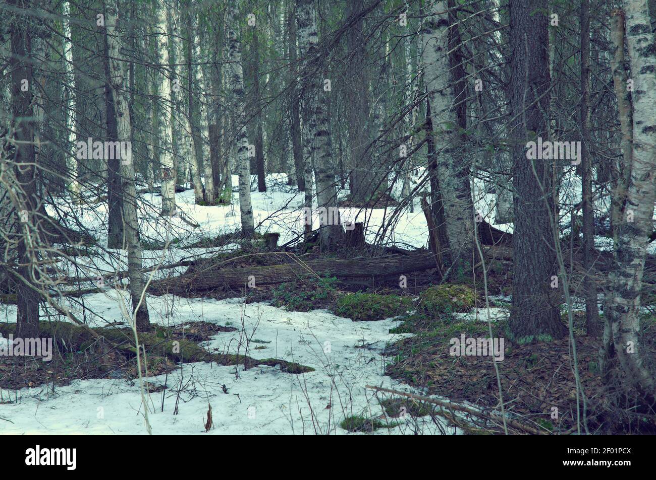 Snowy spring landscape Stock Photo - Alamy