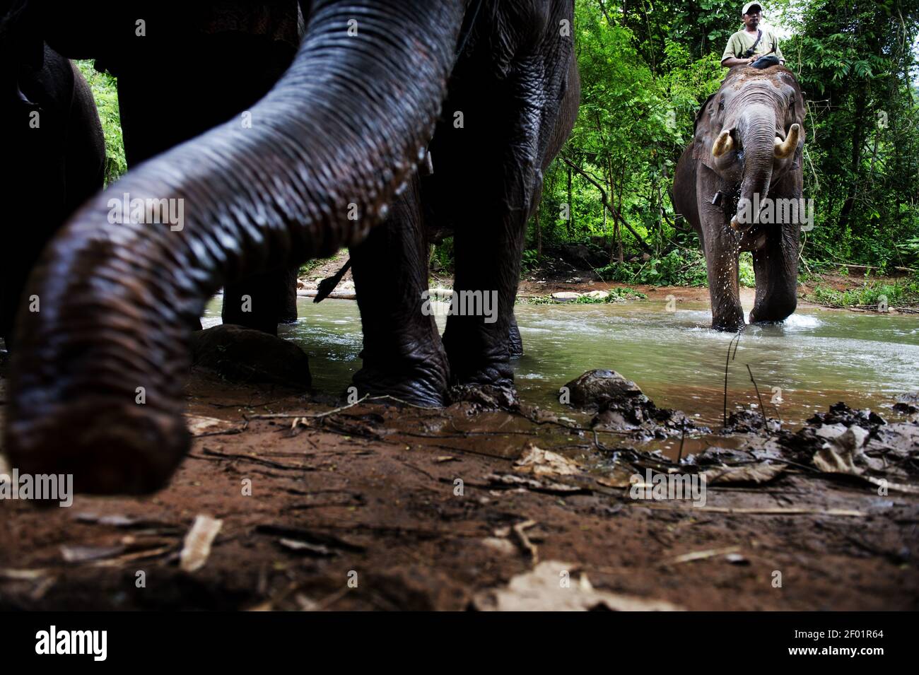 The battle for the elephantâ€™s survival in Burma is vital for the ...