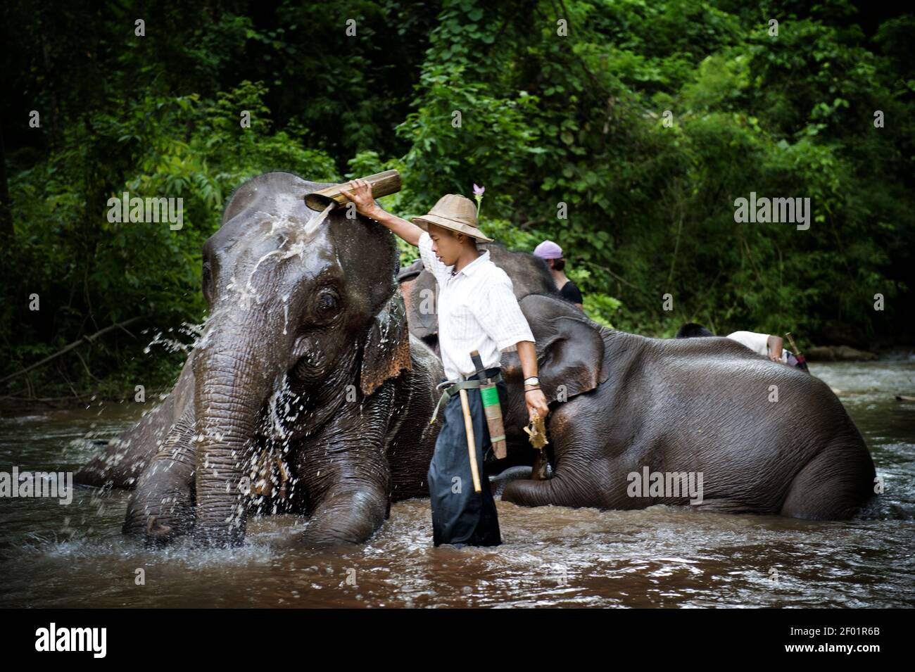The battle for the elephantâ€™s survival in Burma is vital for the ...