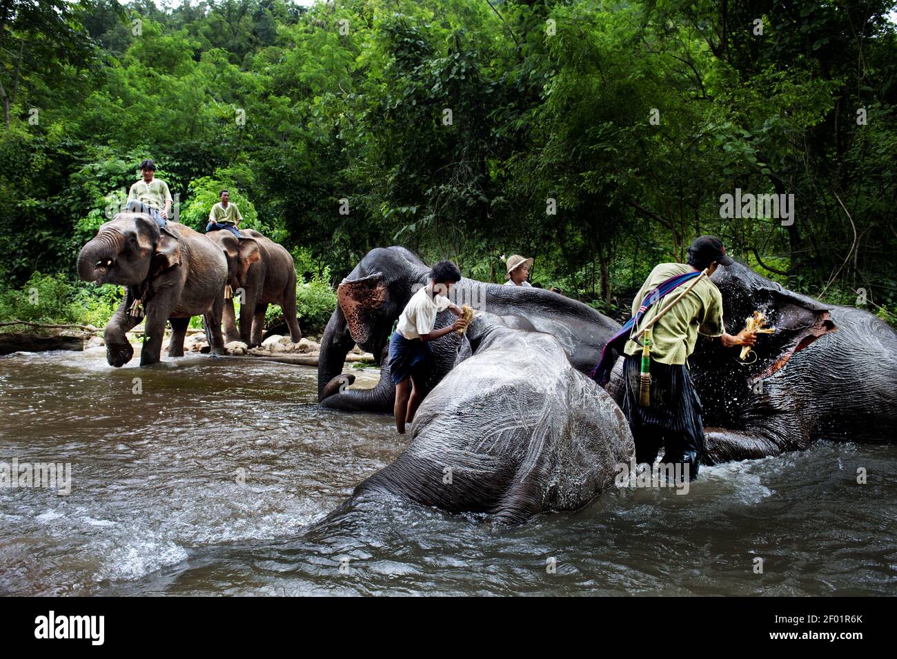The battle for the elephantâ€™s survival in Burma is vital for the ...