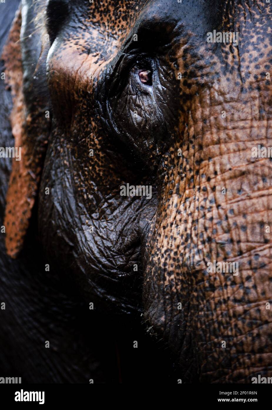 The battle for the elephantâ€™s survival in Burma is vital for the ...