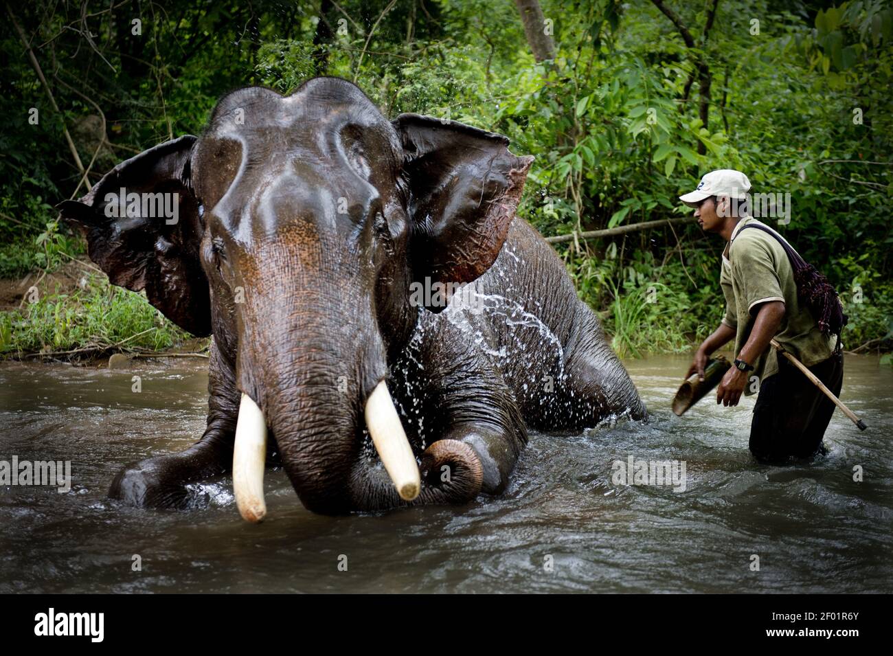 The battle for the elephantâ€™s survival in Burma is vital for the ...