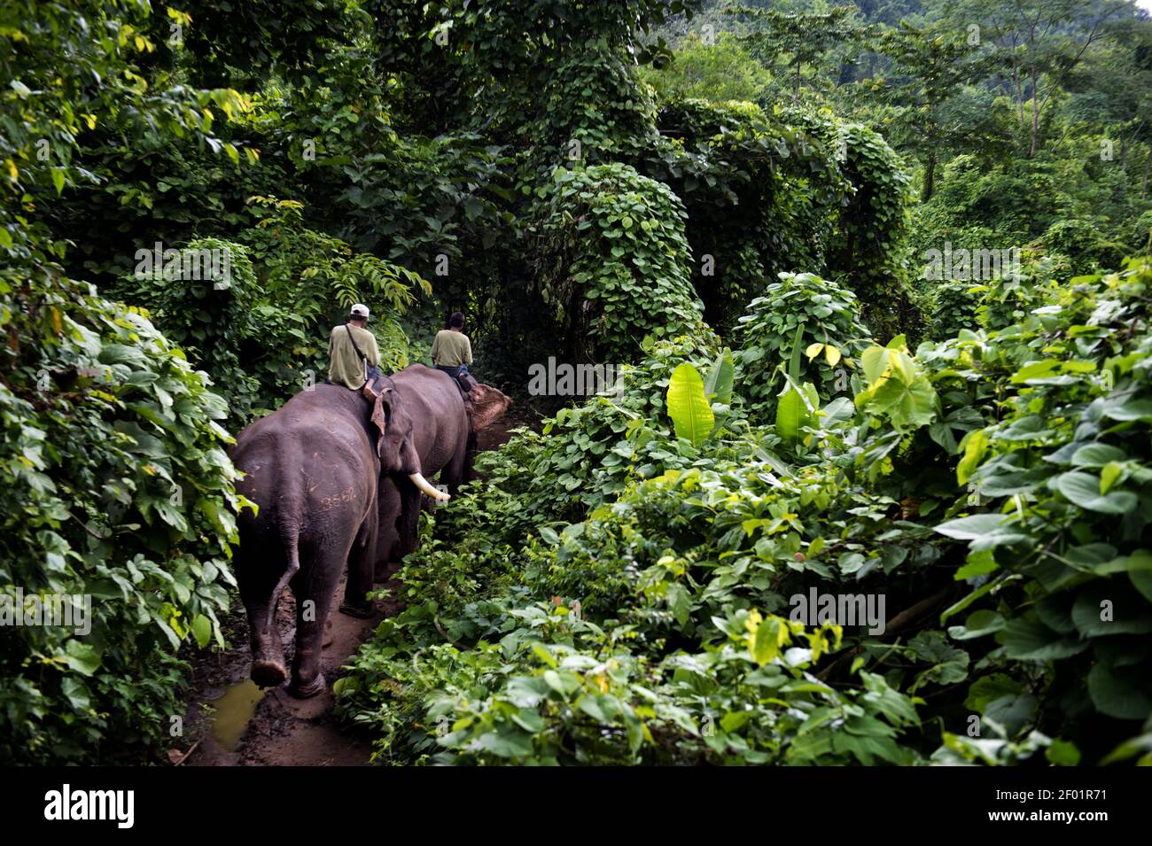The battle for the elephantâ€™s survival in Burma is vital for the ...