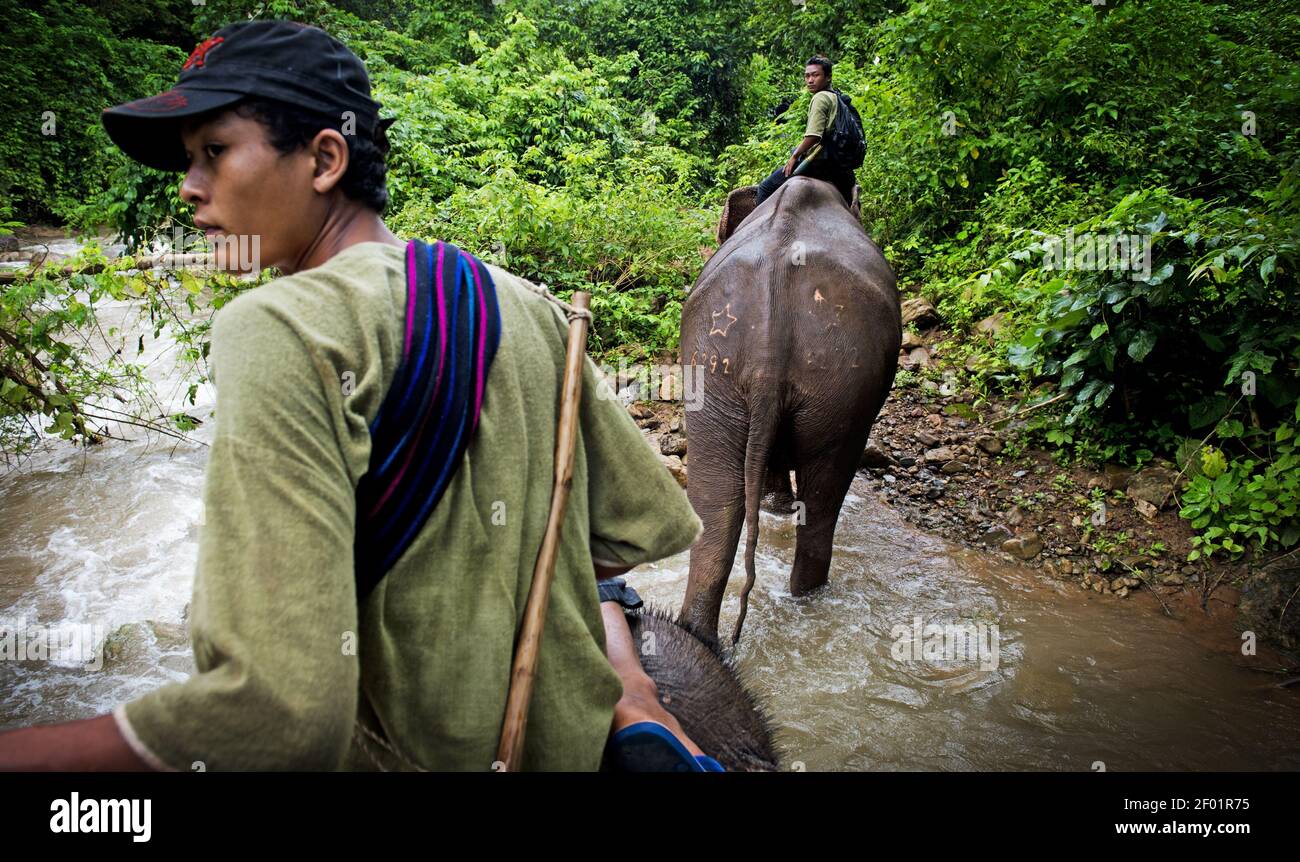 The battle for the elephantâ€™s survival in Burma is vital for the ...