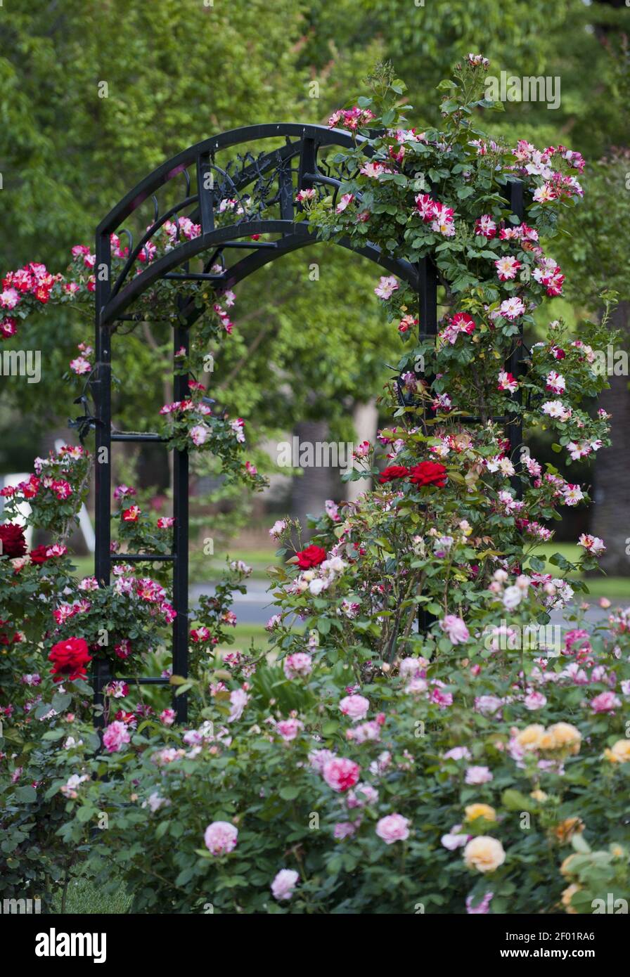 Rose expert Tom Carruth had a big hand in choosing flowers at the ...
