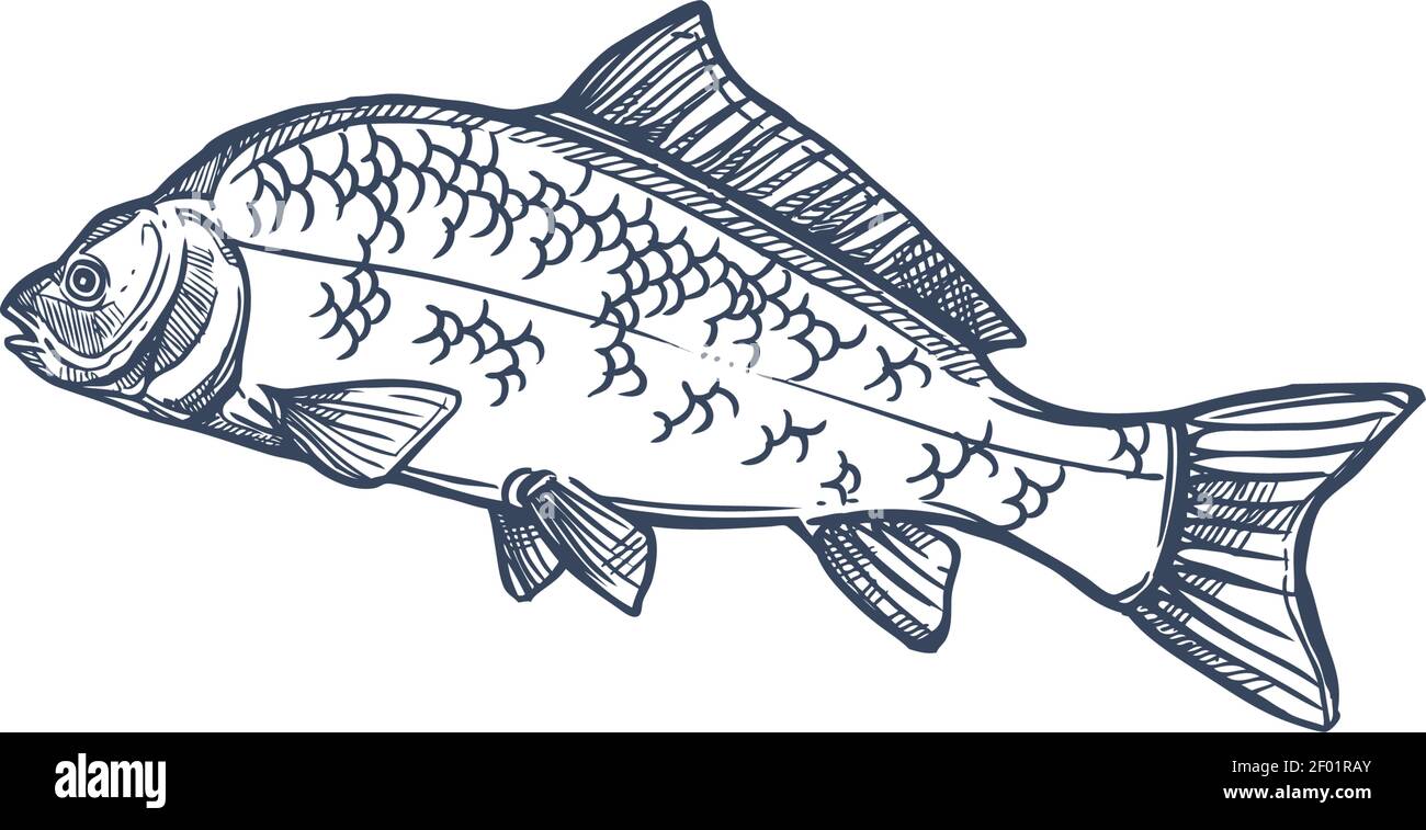 Common whitefish Stock Vector Images - Alamy