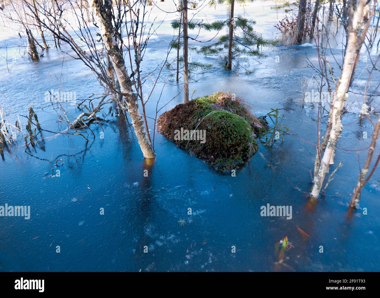 Melting snow in forest in early spring Stock Photo - Alamy