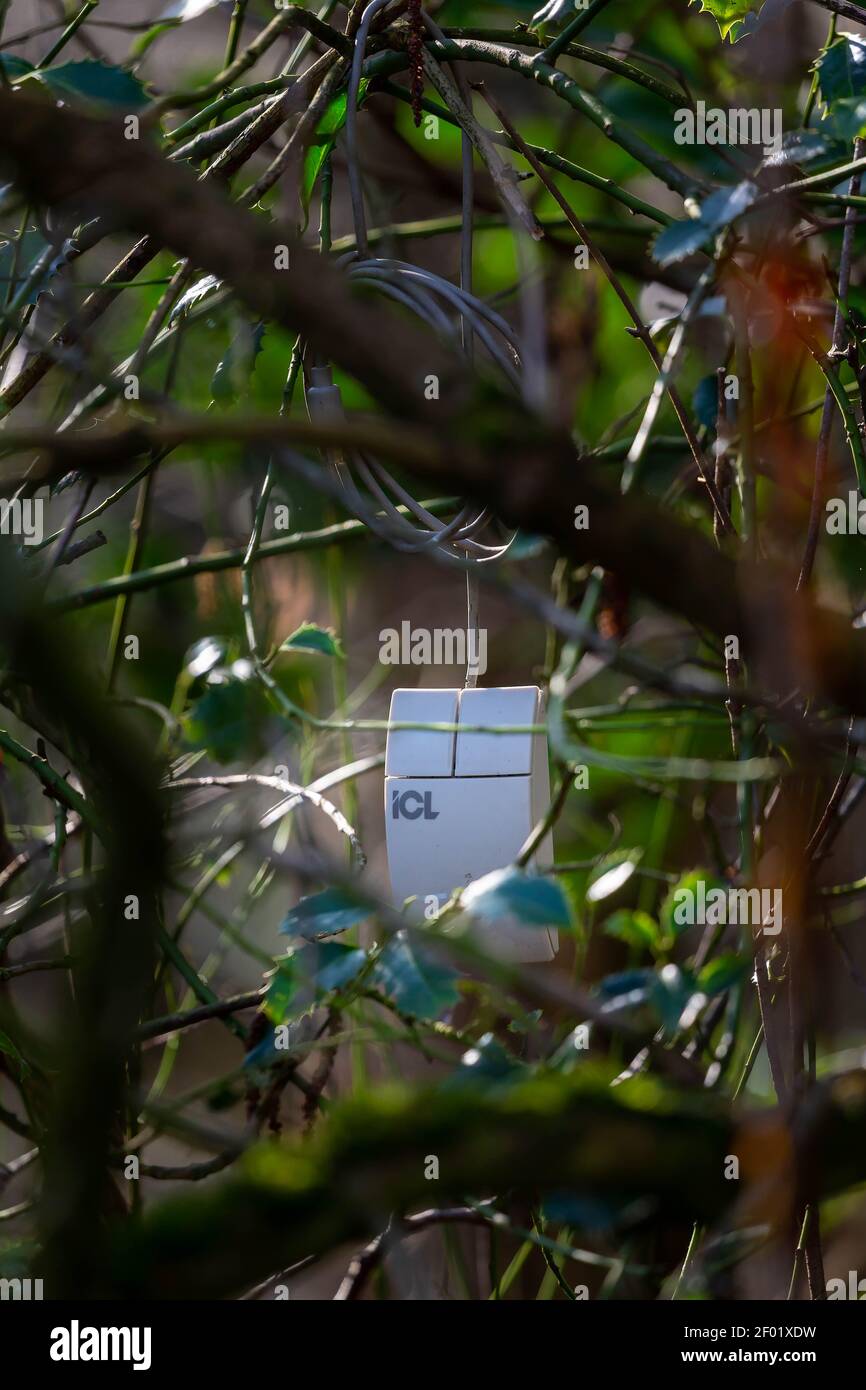 Computer mouse discarded and thrown into a tree Stock Photo - Alamy