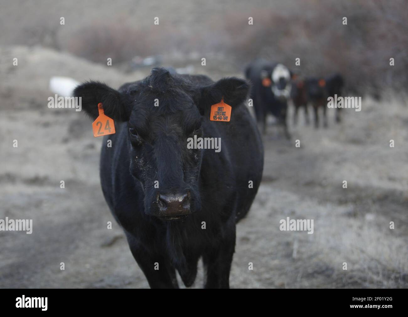 Livestock wearing standard ear tag and a hot-iron brand symbol that ...