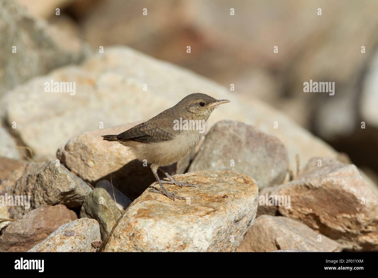 Wren fledgling hi-res stock photography and images - Alamy