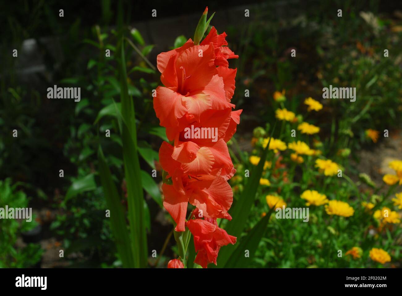 Gladiolus, gladiole, gladiolus hybridus, orange gladiolus, orange ...