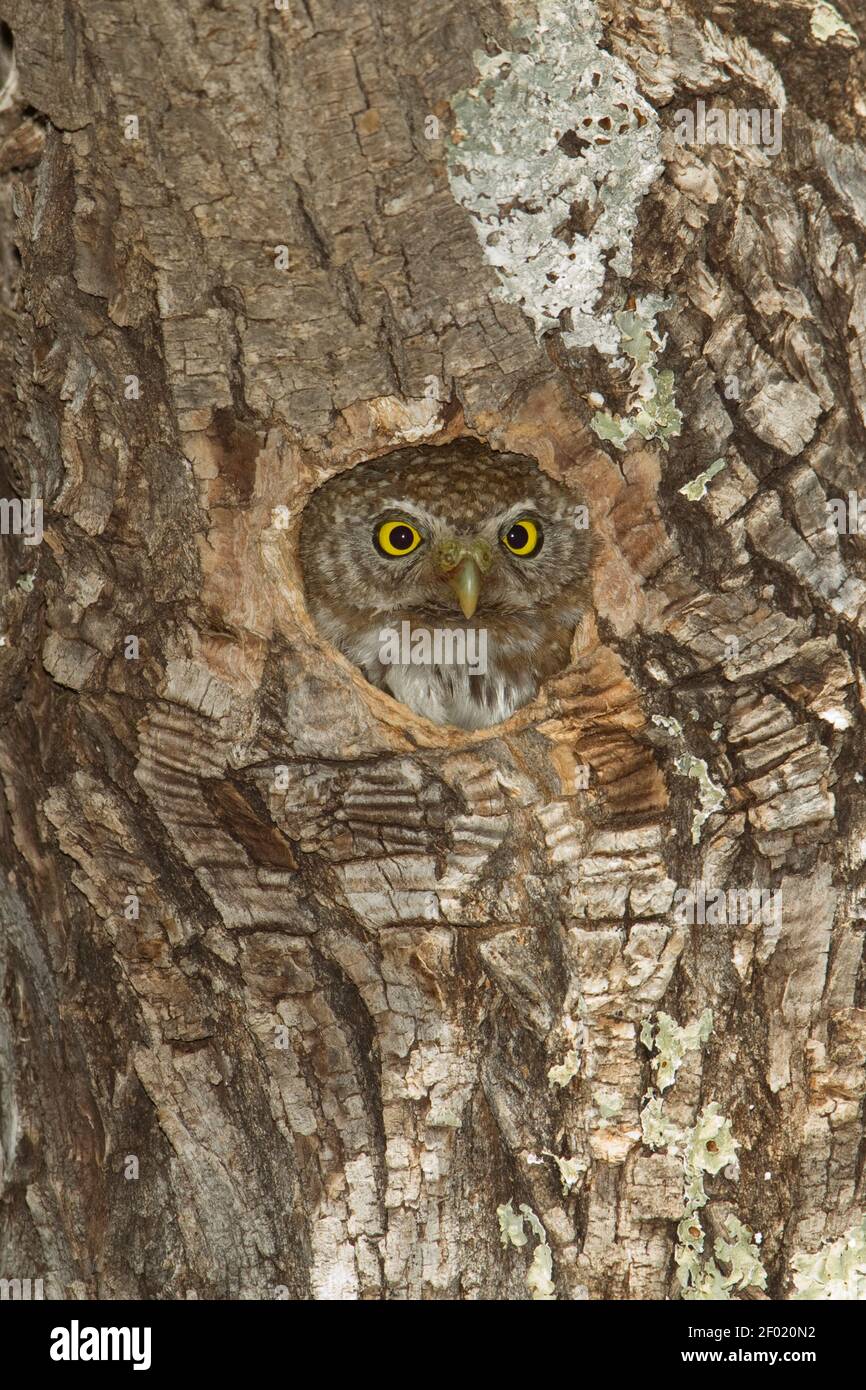 Mountain Pygmy-Owl female, Glaucidium gnoma, looking out of nest cavity ...