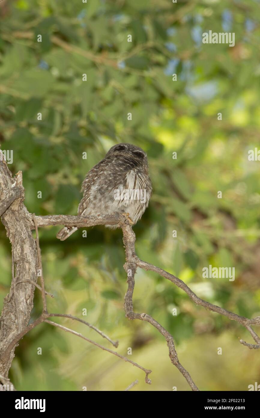 Mountain Pygmy-Owl male, Glaucidium gnoma, showing false eyespots on ...