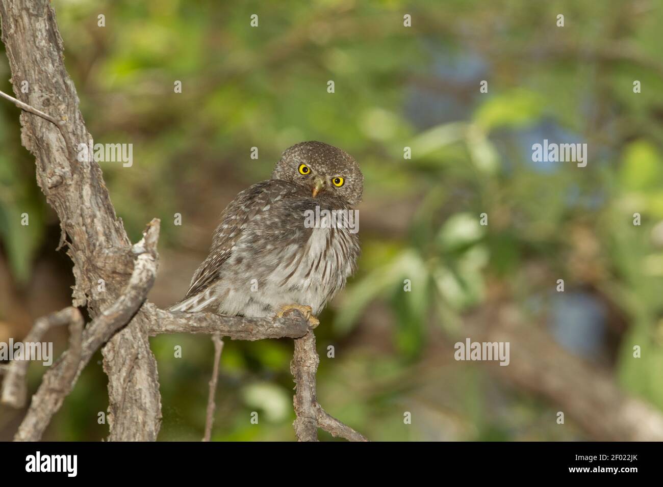 Mountain Pygmy-Owl male, Glaucidium gnoma, perched in oak tree Stock ...
