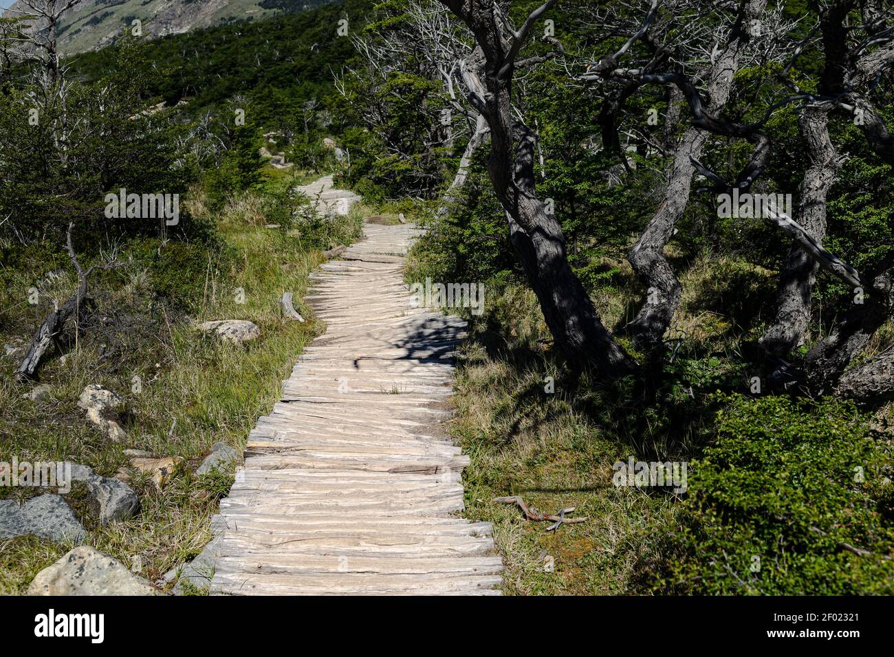 A wobbly hand-laid wooden path leads hikers into the natural landscEl ...