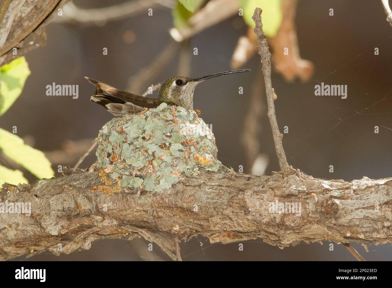Magnificent Hummingbird female, Eugenes fulgens, on nest in oak tree ...