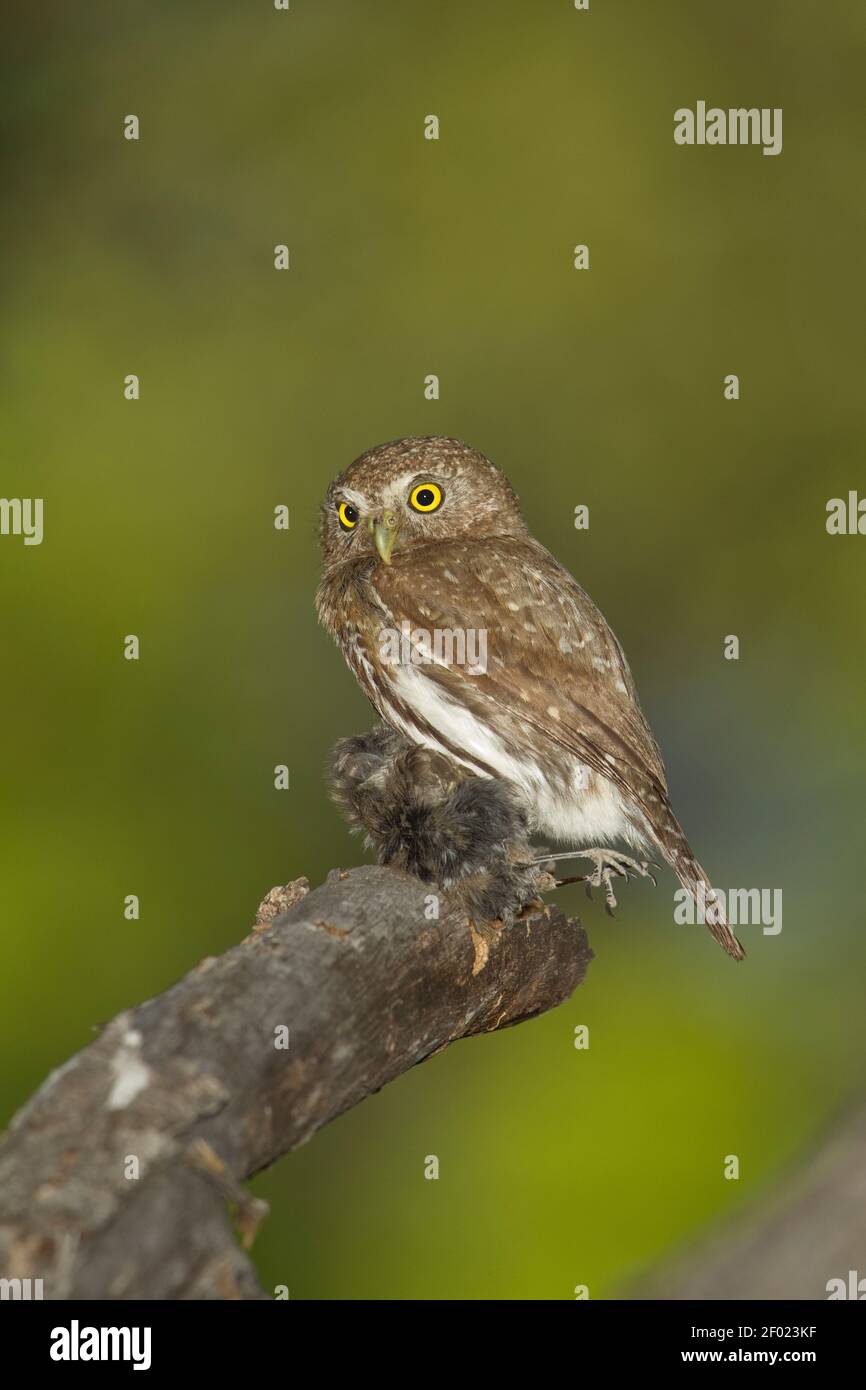 Mountain Pygmy-Owl female, Glaucidium gnoma, with bird Stock Photo - Alamy