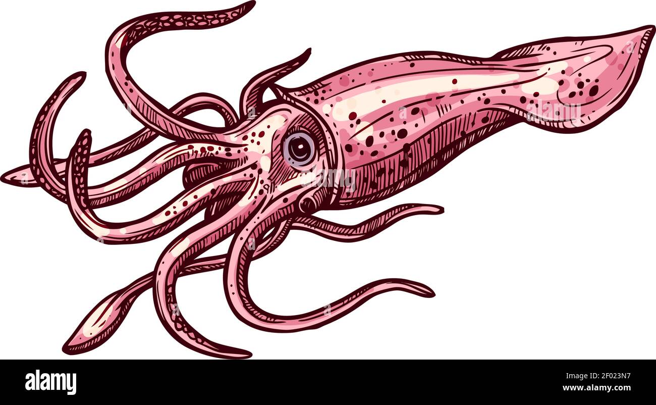Squid Vector