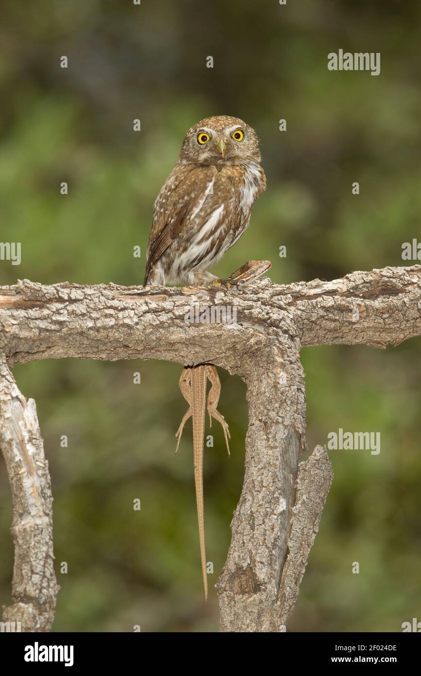 Mountain pygmy owl hi-res stock photography and images - Alamy