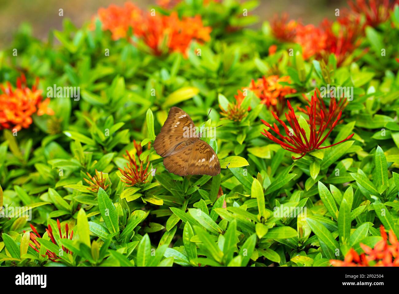 Swallowtail papilio maackii butterfly hi-res stock photography and ...
