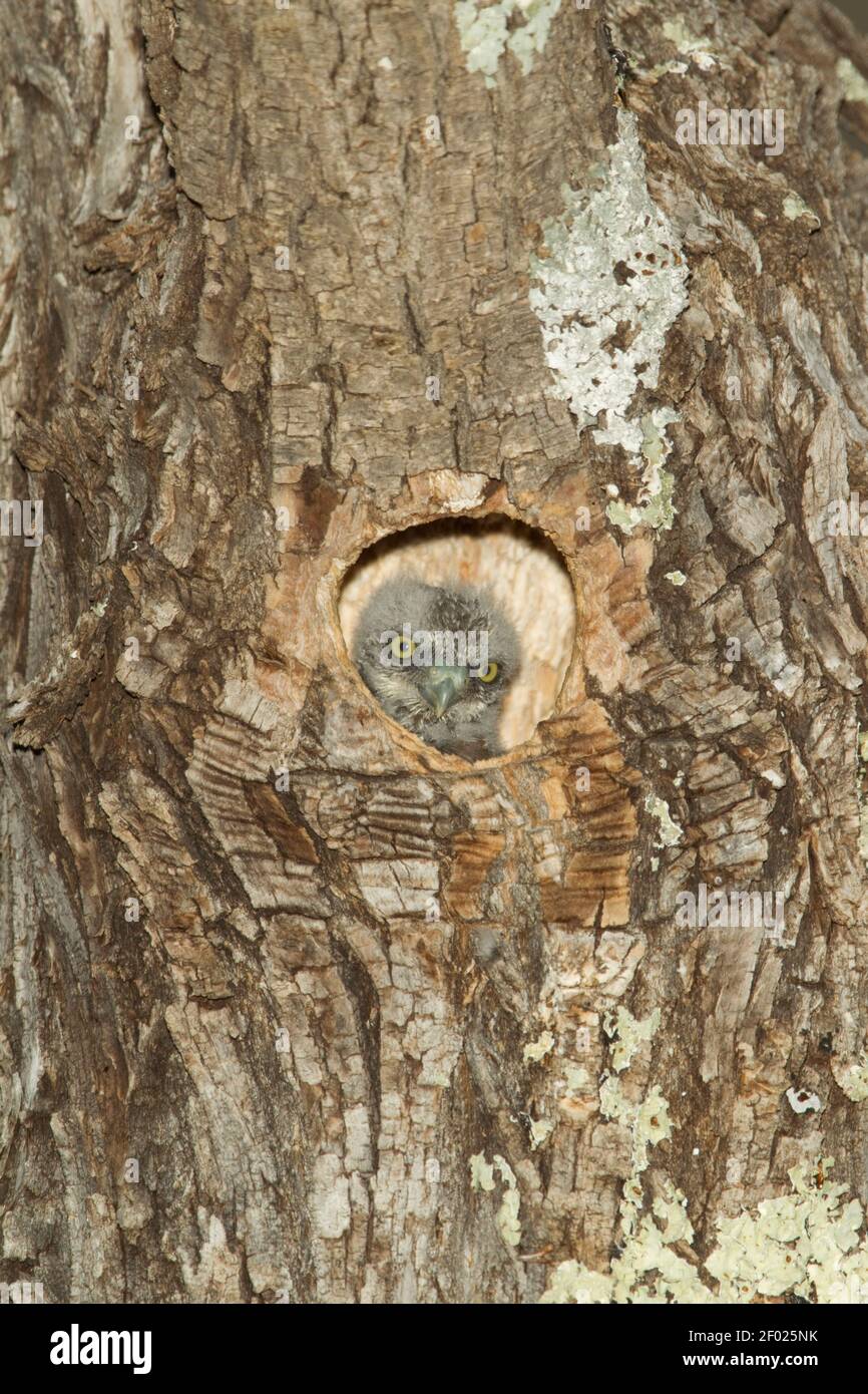 Mountain Pygmy-Owl nestling, Glaucidium gnoma, looking out of nest ...