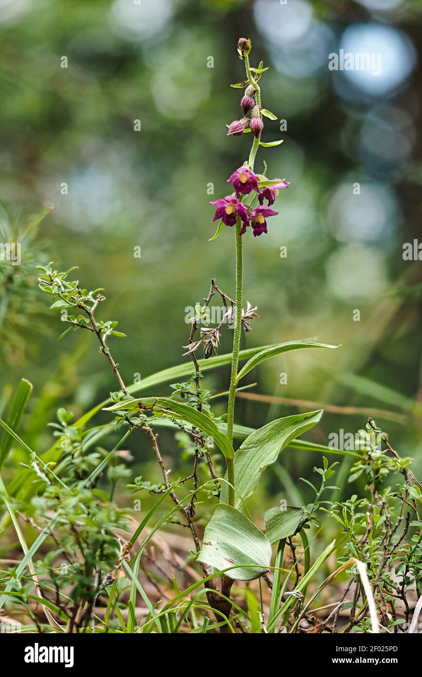 Orchid family orchidaceae hi-res stock photography and images - Alamy