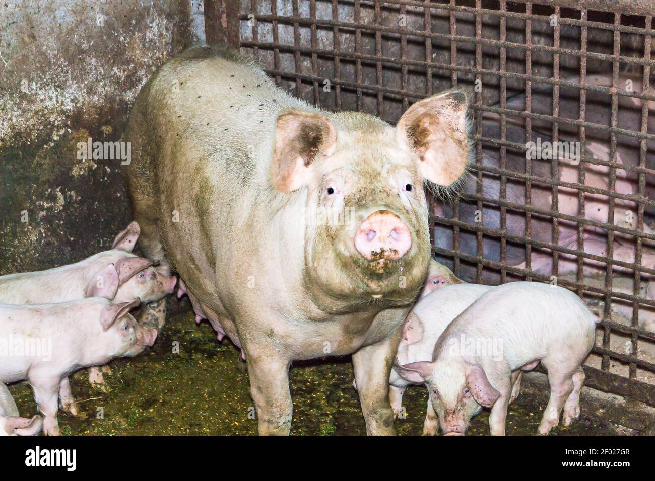 A pig feeding her piglets inside the barn captured on a farm Stock ...