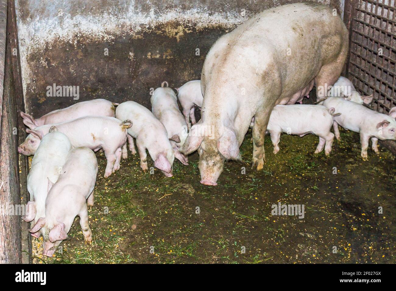 A big pig with its piglets in the barn Stock Photo - Alamy