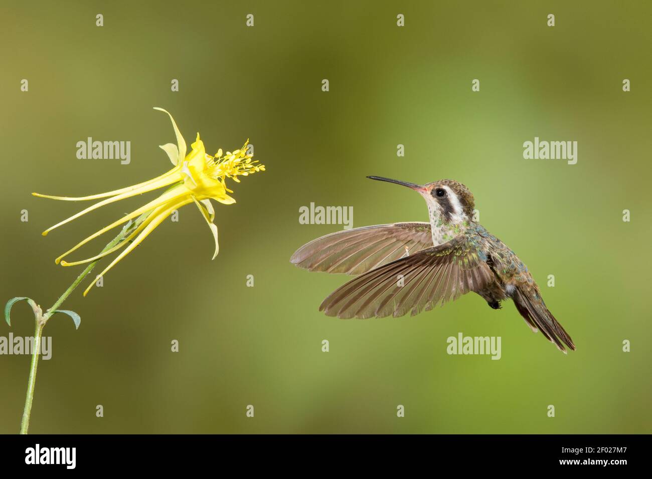 Columbine flower pollinator hi-res stock photography and images - Alamy