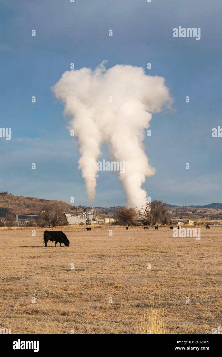 A cloud of steam rises from a power plant behind cattle as seen from ...