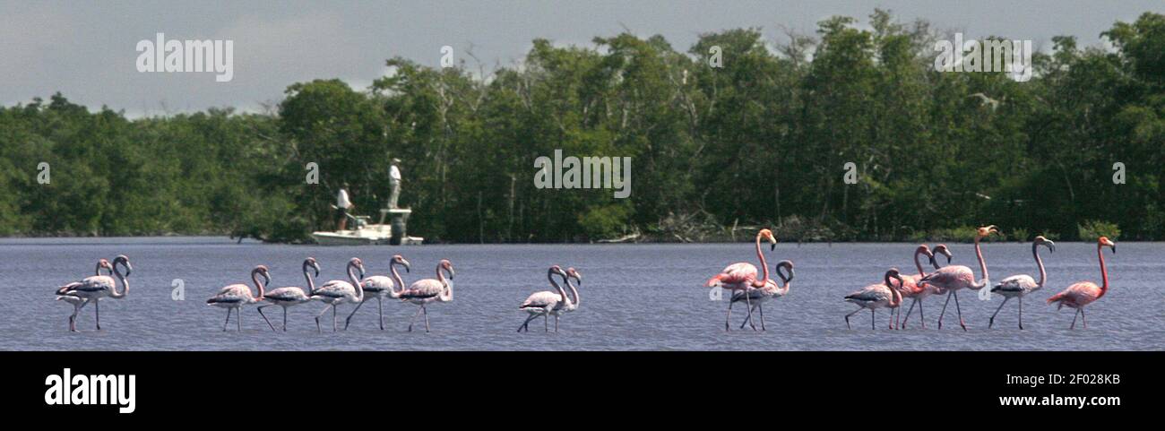 While fisherman stalk their quarry in the background, a flock of ...