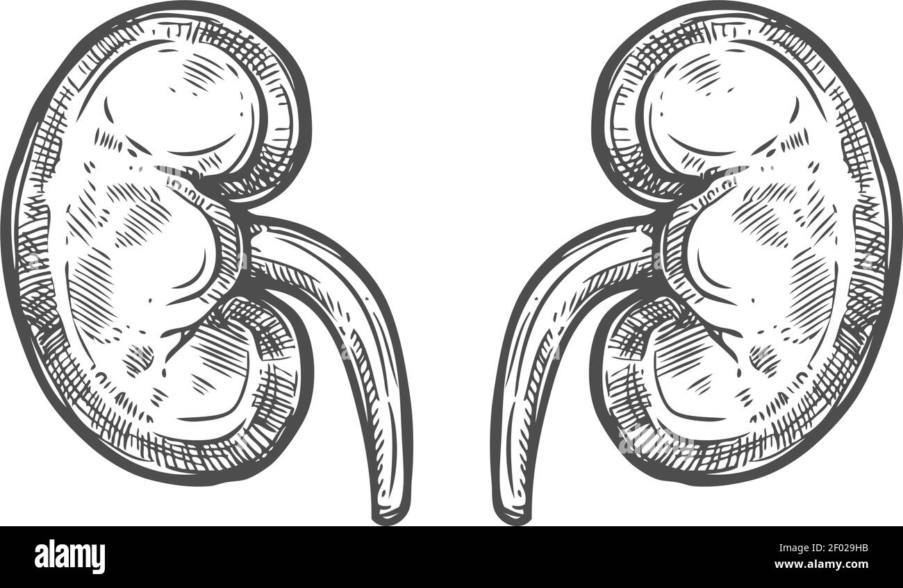 Kidneys sketch icon, urinary system isolated vector. Renal system ...