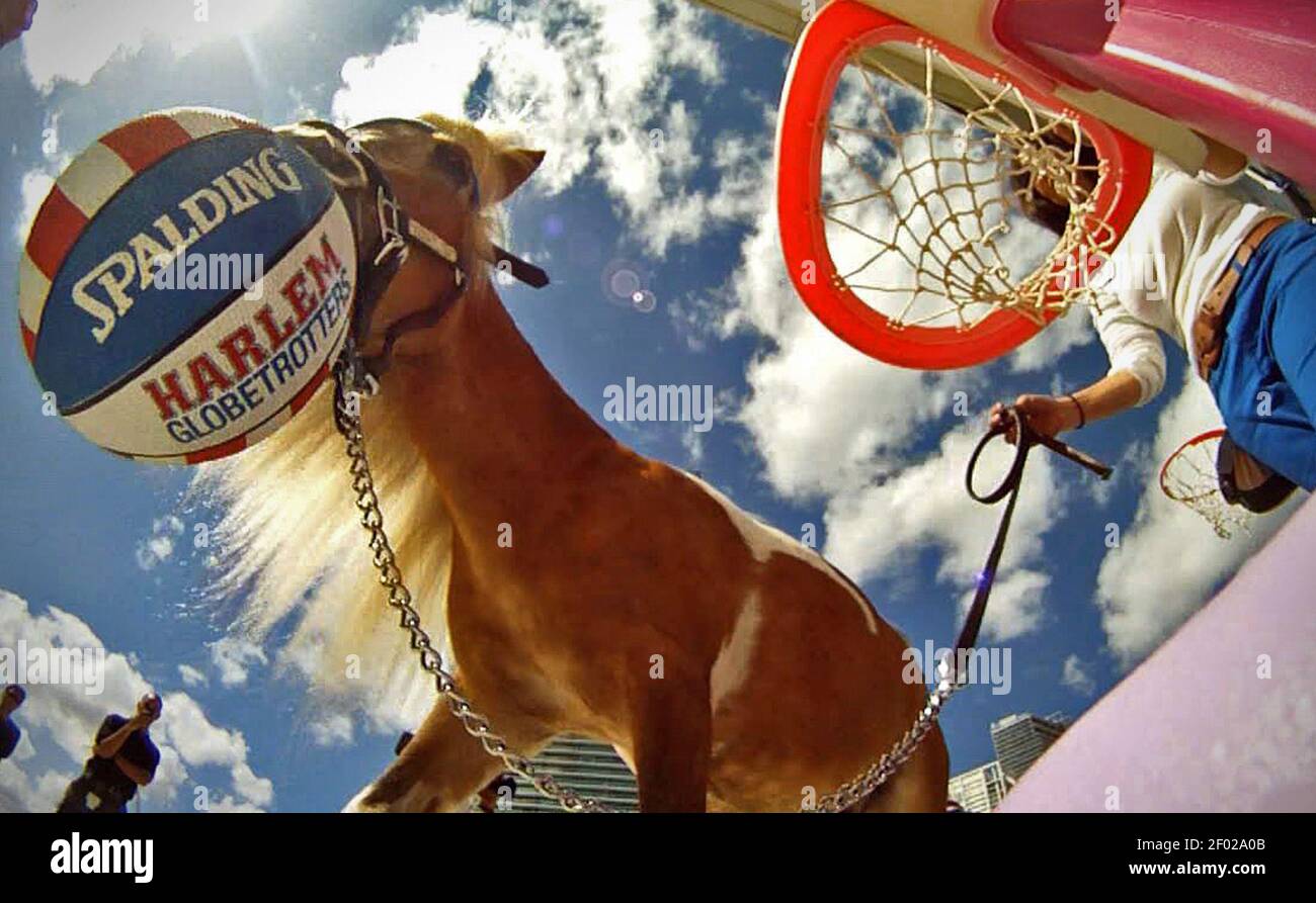 Amos picks up a ball as he gets ready to dunk. Amos the Wonder Horse ...