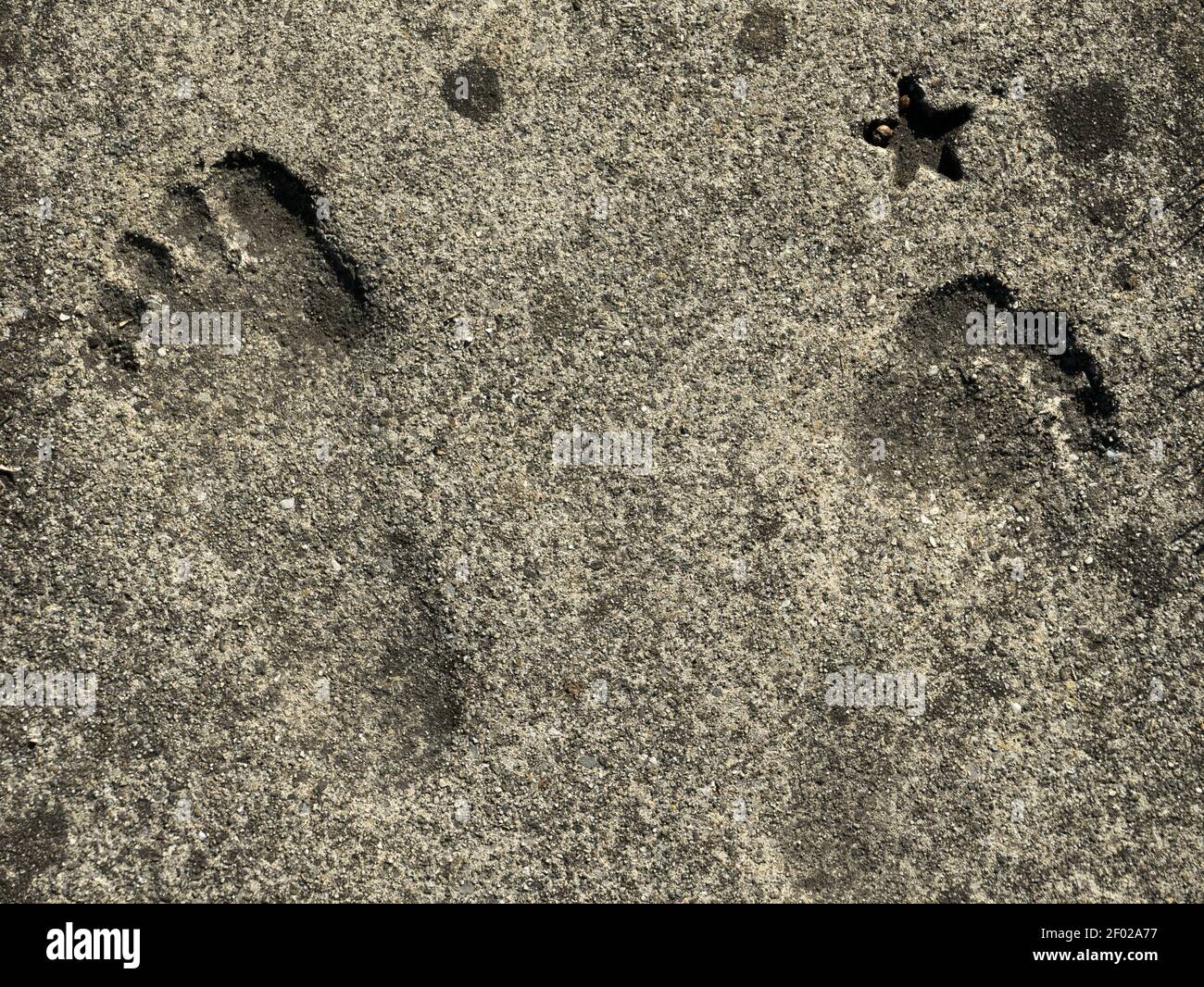 Closeup shot animal footprint trail hi-res stock photography and images ...