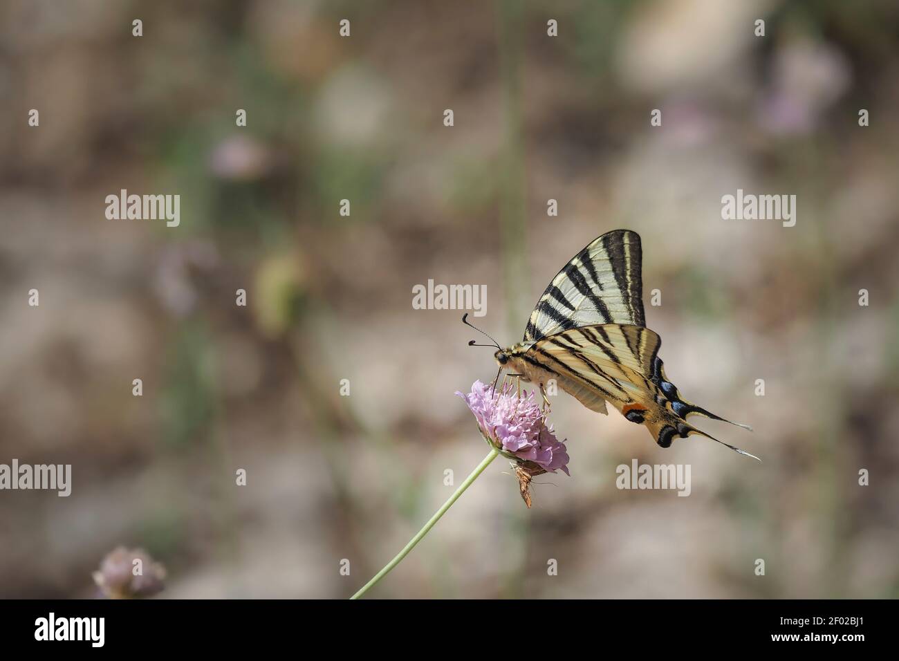 The scarce swallowtail (Iphiclides podalirius) is a butterfly belonging ...